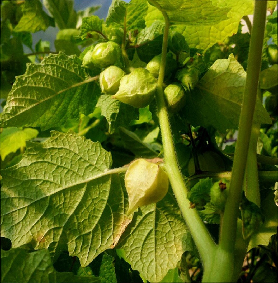 Graines de Cerise de terre - Physalis pruinosa