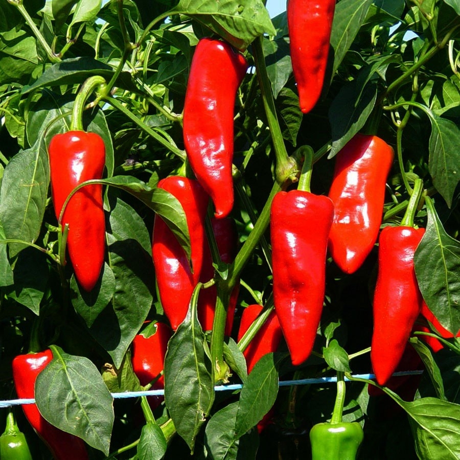 Graines de Piment Basque - Pépinière des Carlines