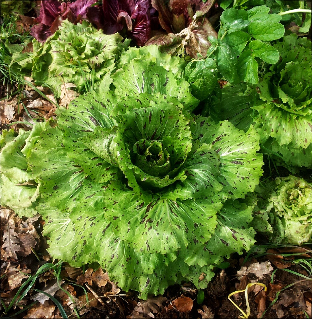 Graines d’Endive chicon traditionnelle