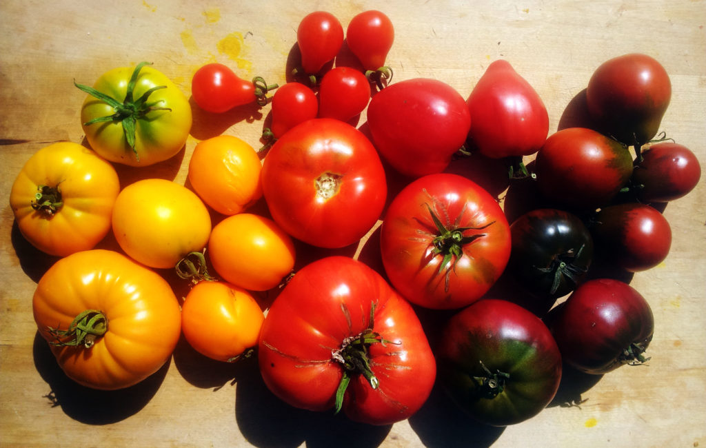 Des plantes potagères adaptées au climat local - Pépinière des Carlines