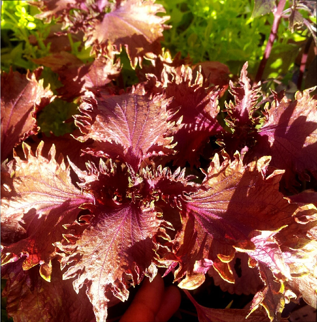 Graines de Perille Shizo rouge crispé - Pépinière des Carlines