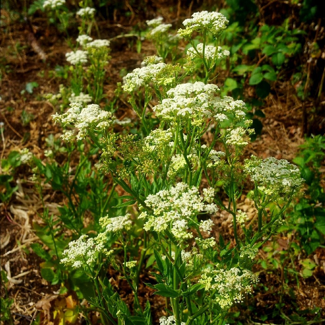 Plant de Chervi persil vivace - Pépinière des Carlines