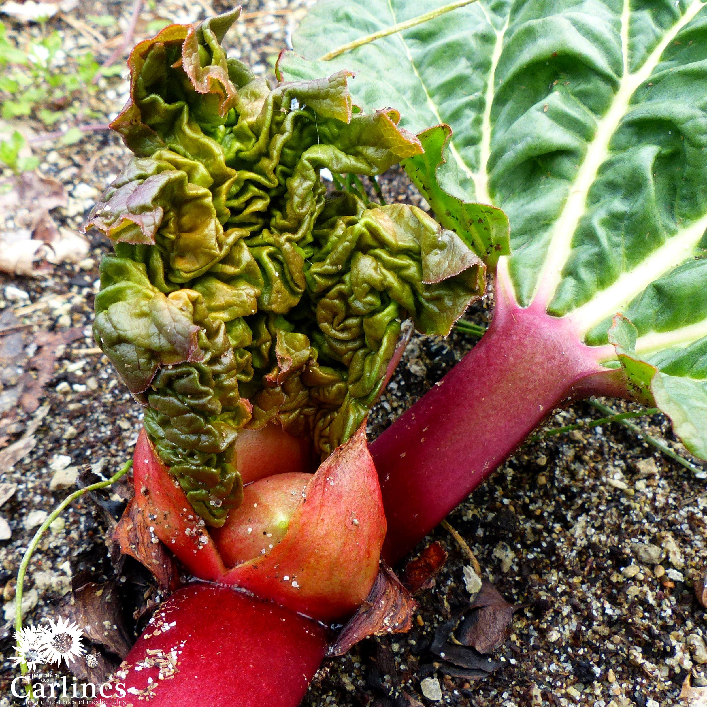 Plant de Rhubarbe à cardes rouges - Pépinière des Carlines