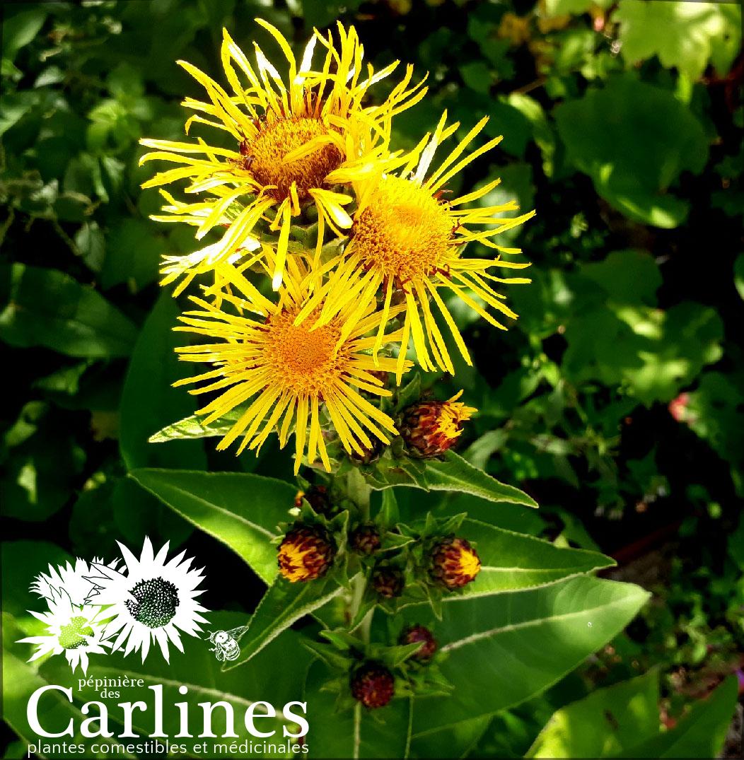 Plant de Grande Aunée (Tu Mu Xiang) - Pépinière des Carlines