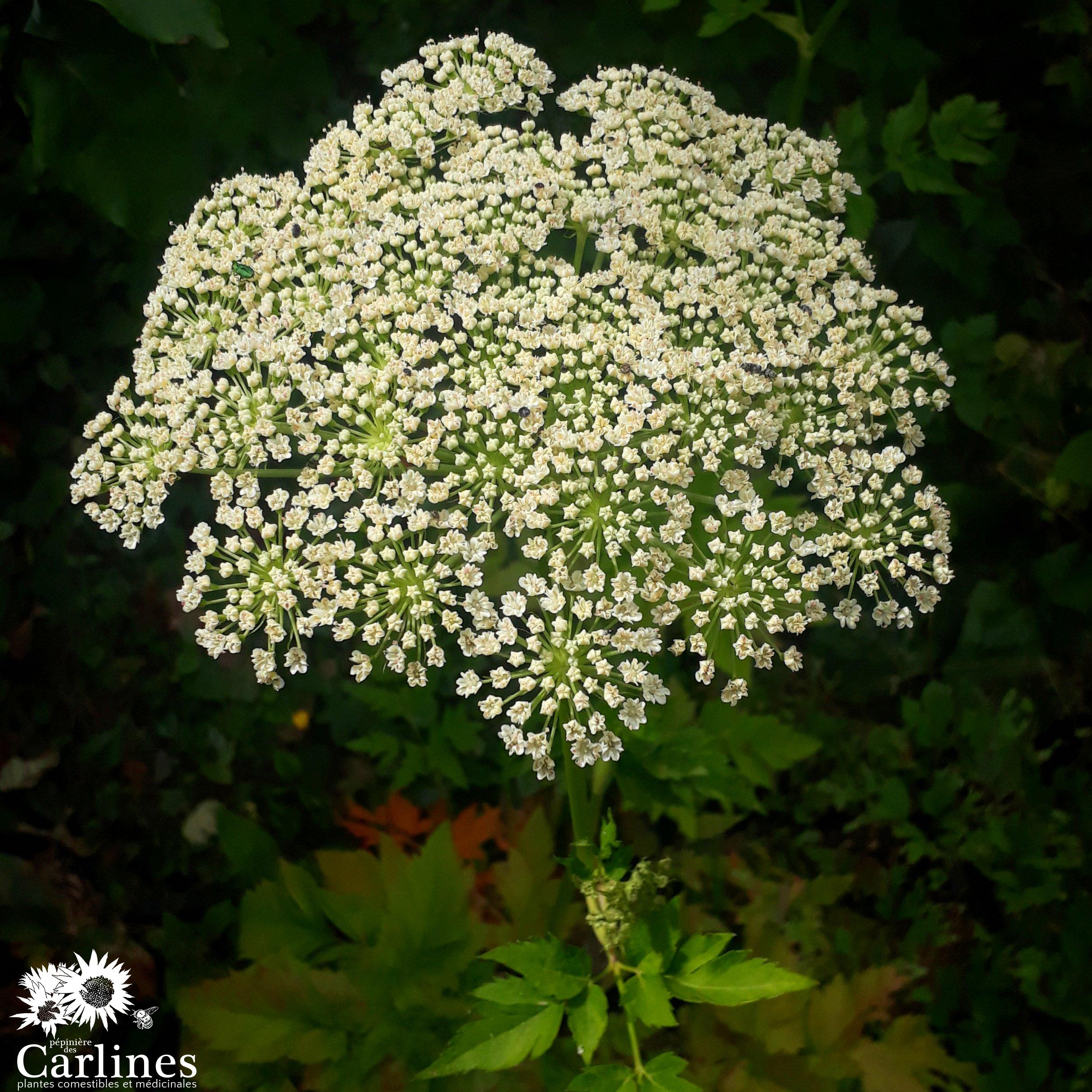 Plant de Céleri vivace géant coréen - Pépinière des Carlines