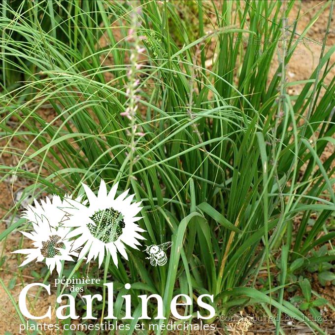 Plant de Anemarrhena à feuilles d'asphodèle (Zhi Mu) - Pépinière des ...