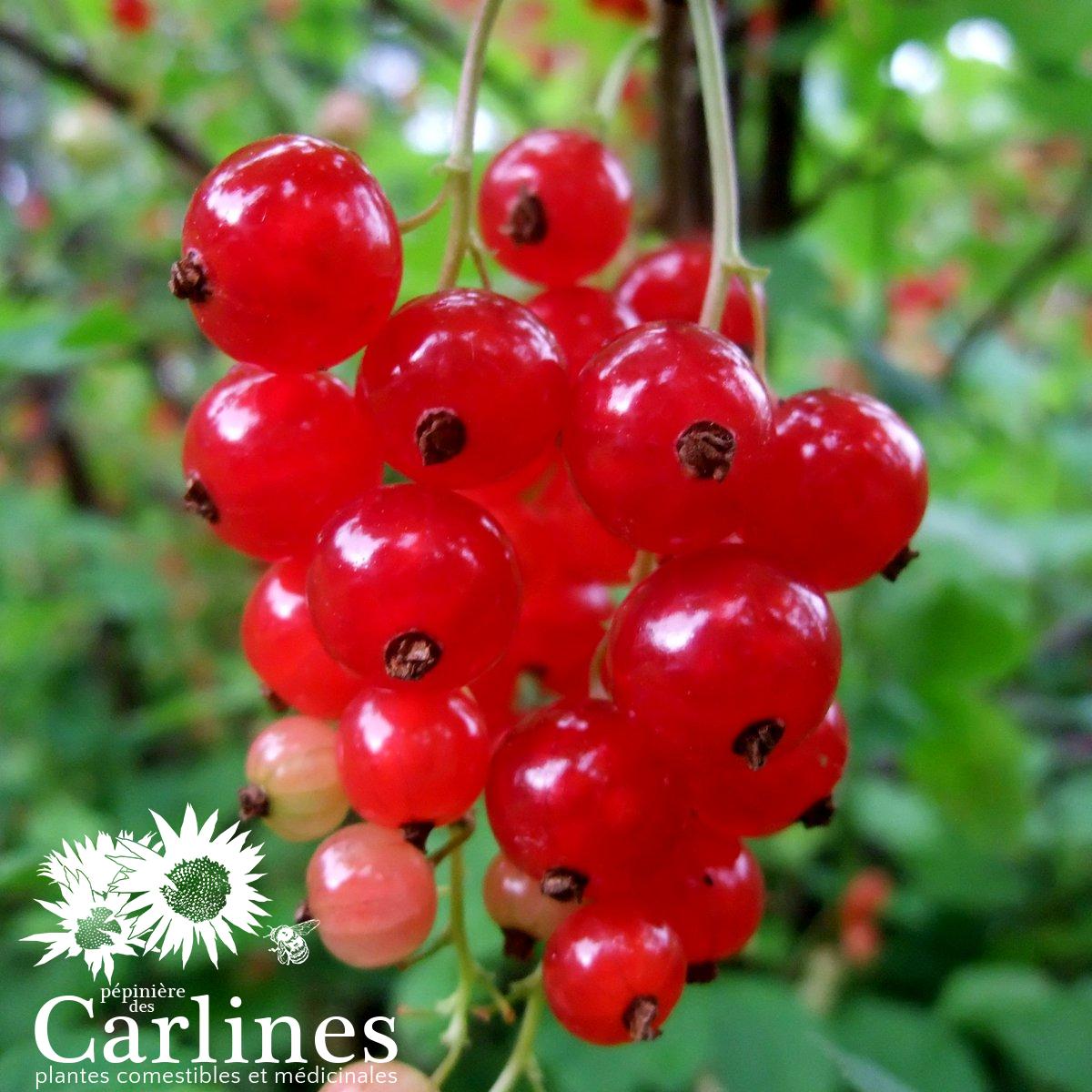 Plant de Groseille rouge - Pépinière des Carlines