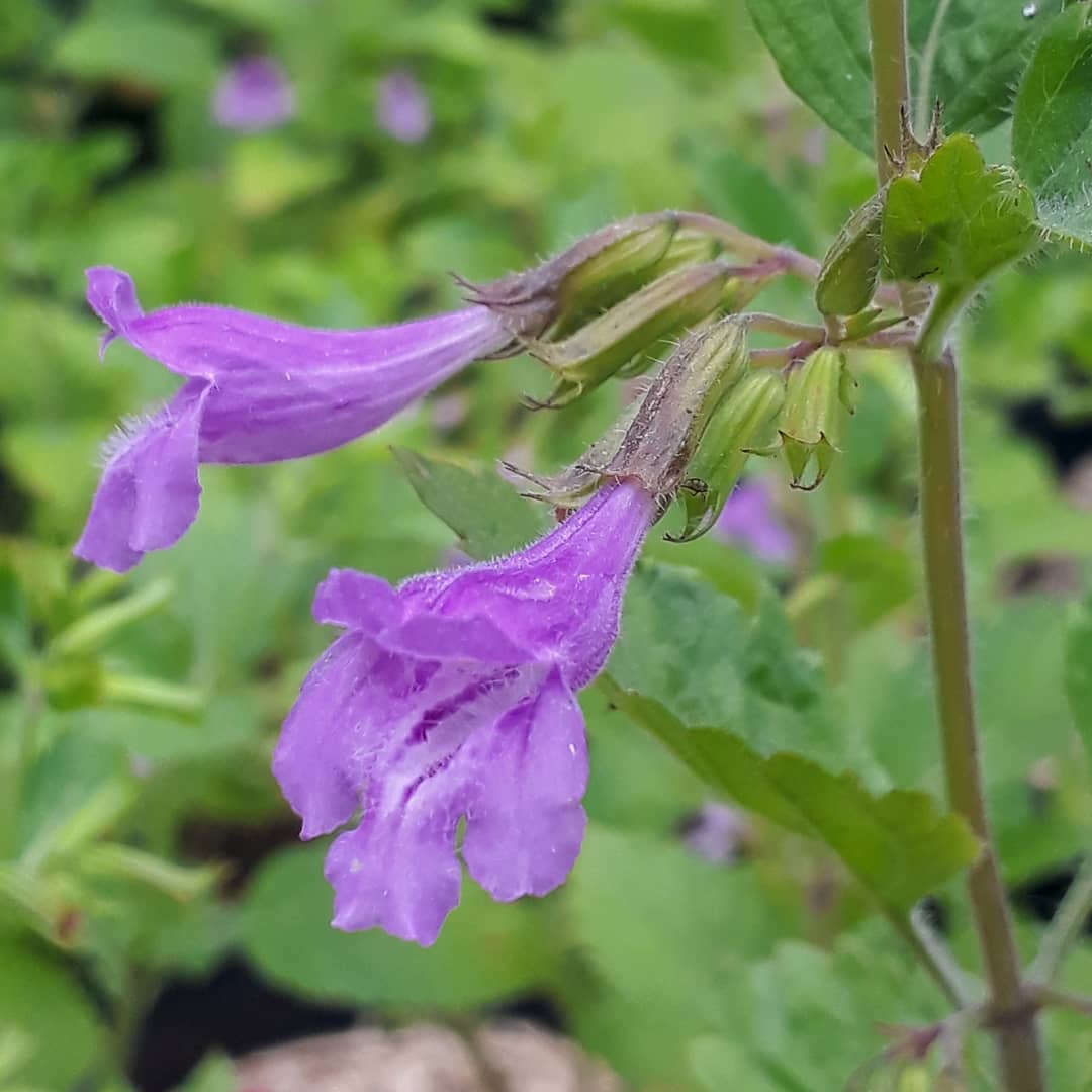 Plant de Calament - Calamintha grandiflora - Pépinière des Carlines