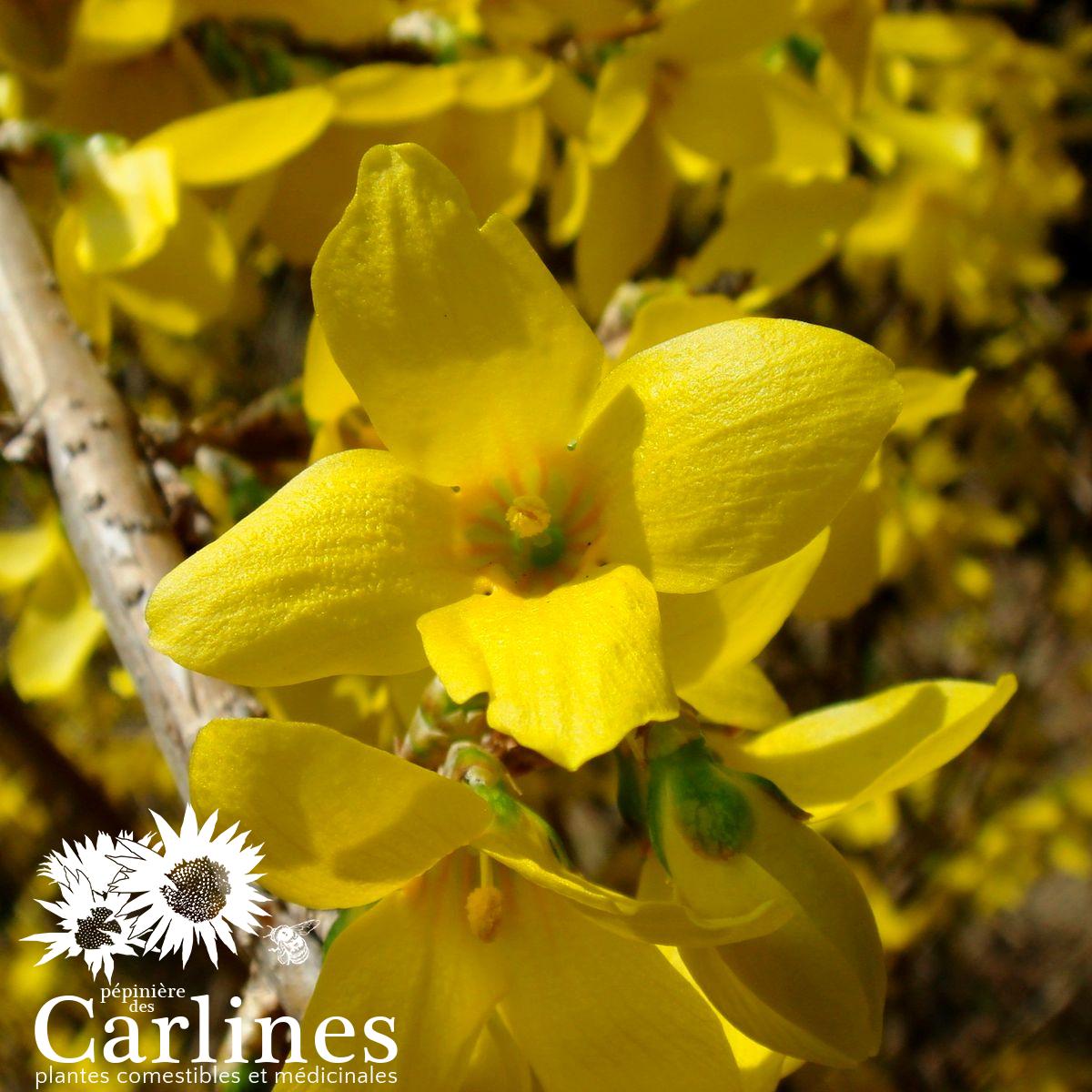 Plant de Forsythia Suspendu (Lian Qiao) - Pépinière des Carlines