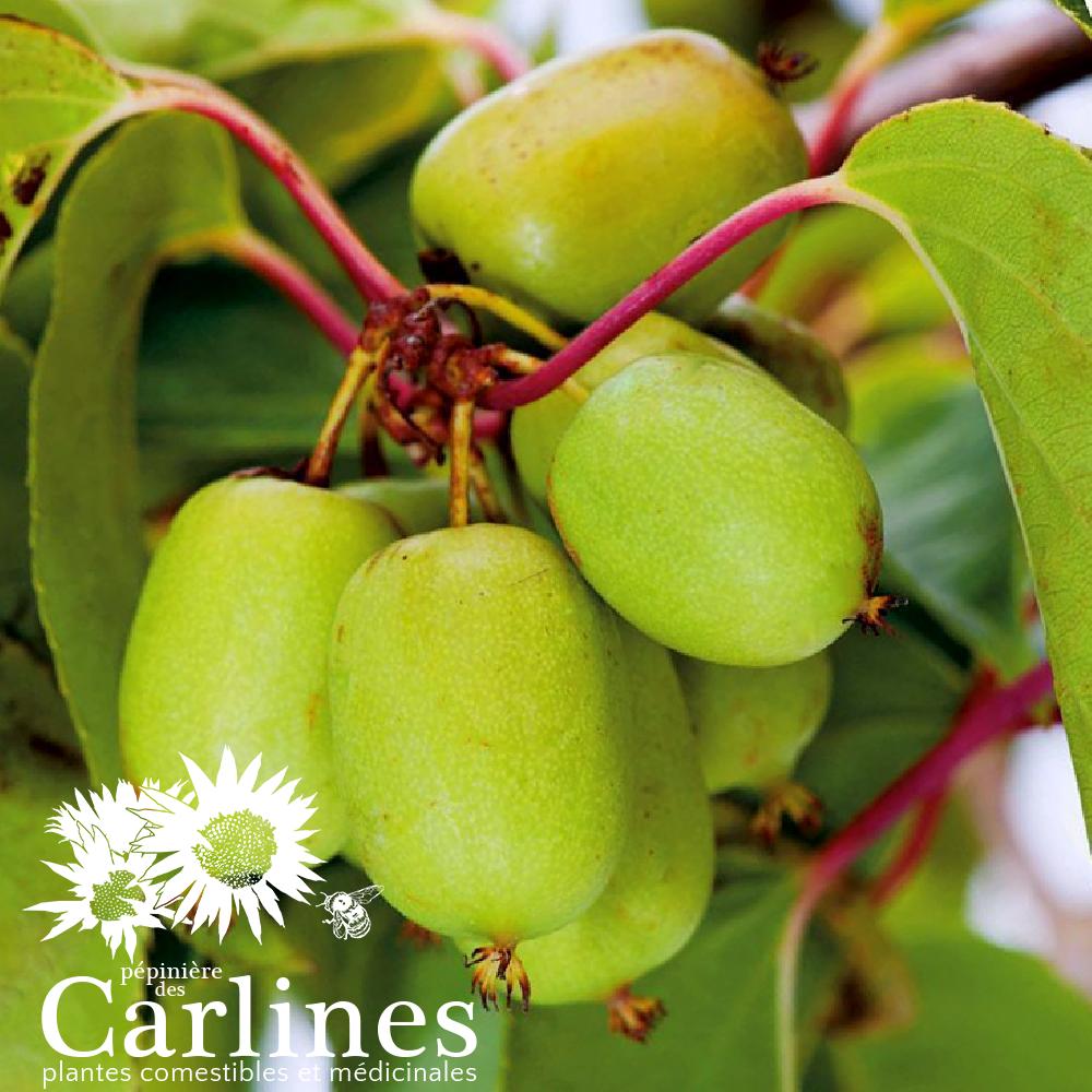 Plant de Kiwaï Autofertile 'Issaï' - Pépinière des Carlines