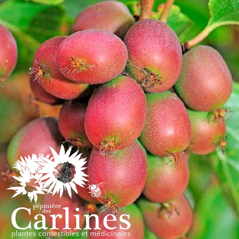 Plant de Kiwaï 'Ken's Red' - Pépinière des Carlines