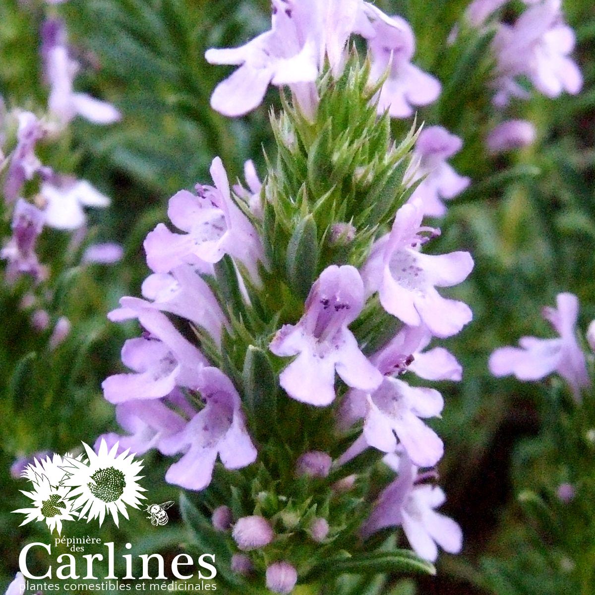 Sarriette des montagnes - Satureja hortensis - Pépinière des Carlines