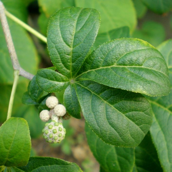 Plan de Gingseng de Sibérie - Eleutherococcus senticosus - Pépinière ...