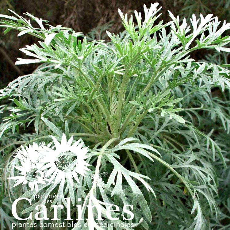Plant d'Armoise Grande Absinthe- Pépinière des Carlines