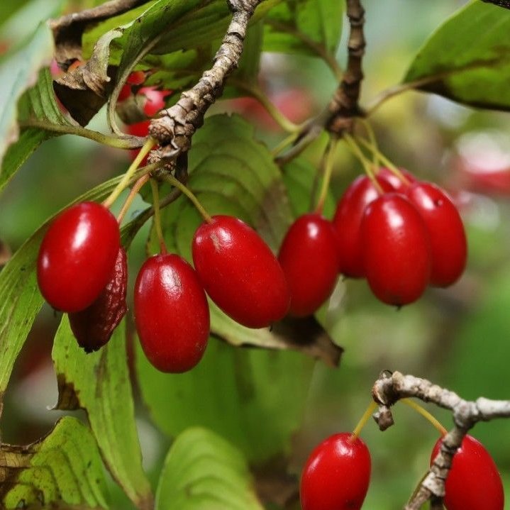 Plant de Cornus officinalis (Shan Zhu Yu) - Pépinière des Carlines