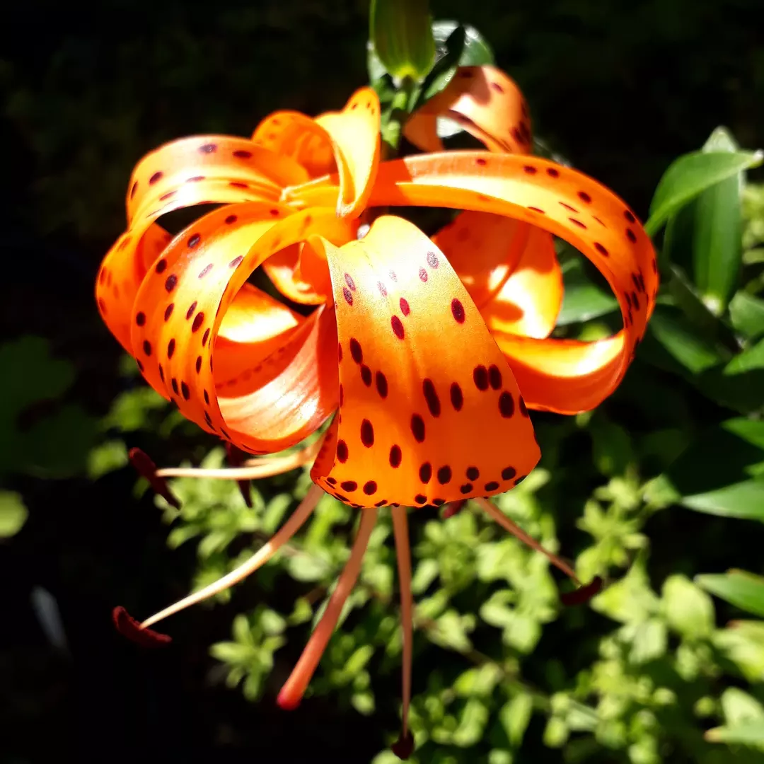 Plant de Lys tigré 'Bai He' - Pépinière des Carlines
