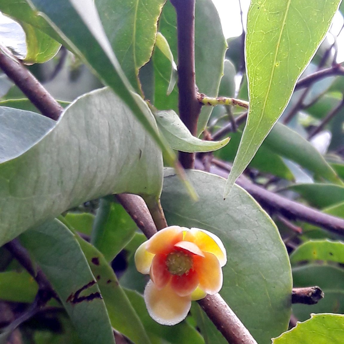 Plant de Baie aux cinq saveurs - Schisandra chinensis - Pépinière des ...